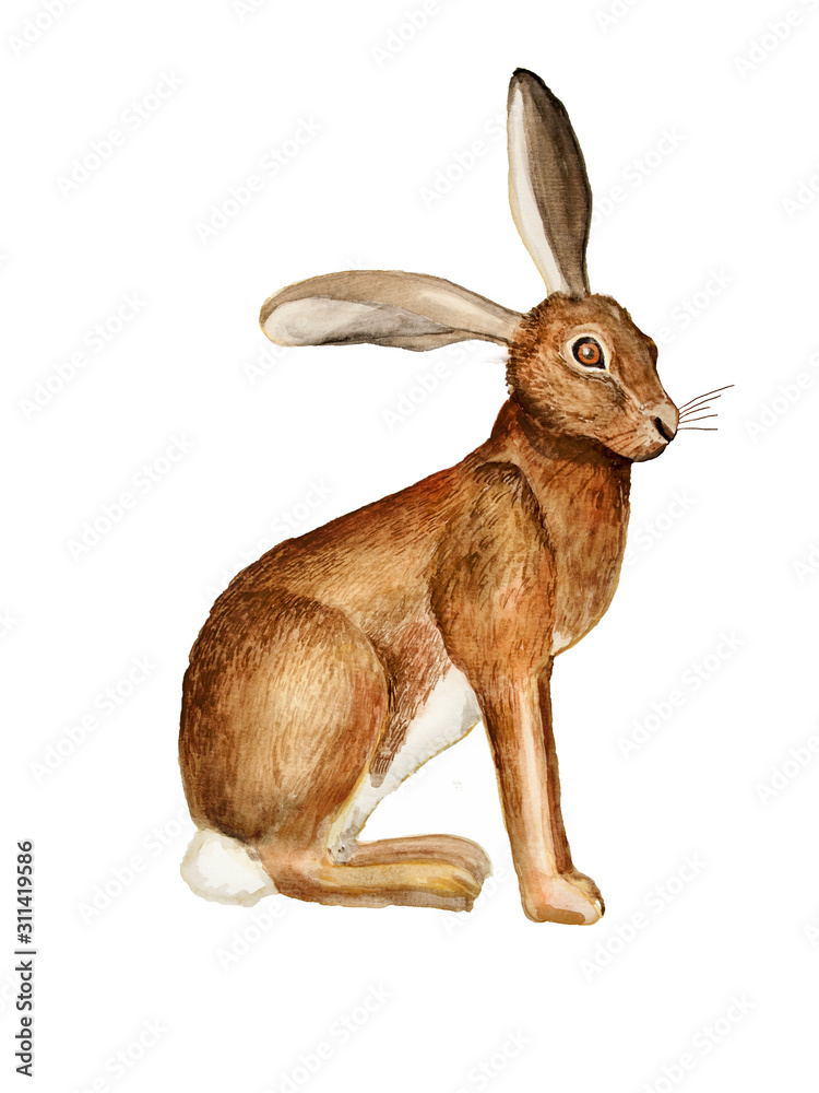 Illustration Stock Hasen, hase, feldhase, Lepus europaeus, Häschen ...