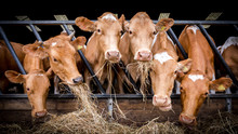 Holstein And Jersey Cow Free Stock Photo - Public Domain Pictures