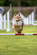 Shetland Shepherd Free Stock Photo - Public Domain Pictures