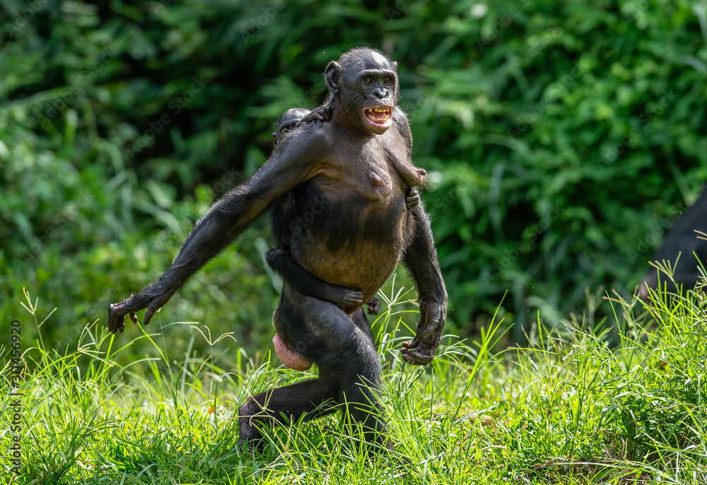 Bonobo Cub on the mother's back. Green natural background. The Bonobo ...