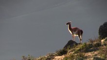 Guanaco Free Stock Photo - Public Domain Pictures
