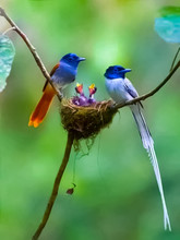 Bird, Robin Free Stock Photo - Public Domain Pictures