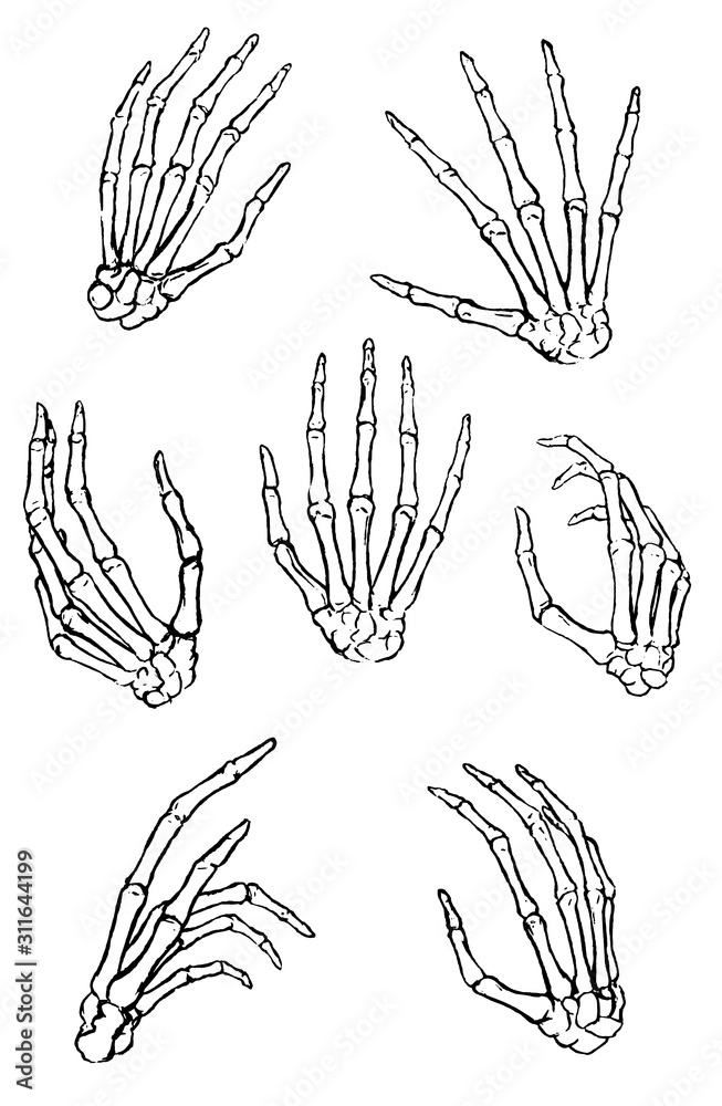 Hand drawn vector collection. Set of human bone hands in different ...
