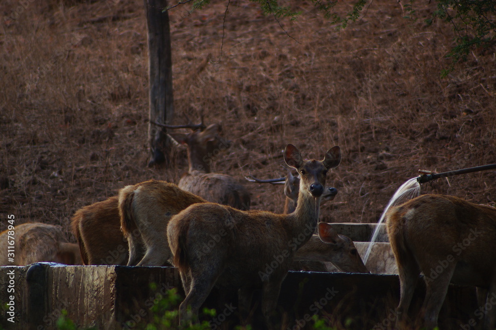 The Javan rusa or Sunda sambar (Rusa timorensis) is a deer species that ...