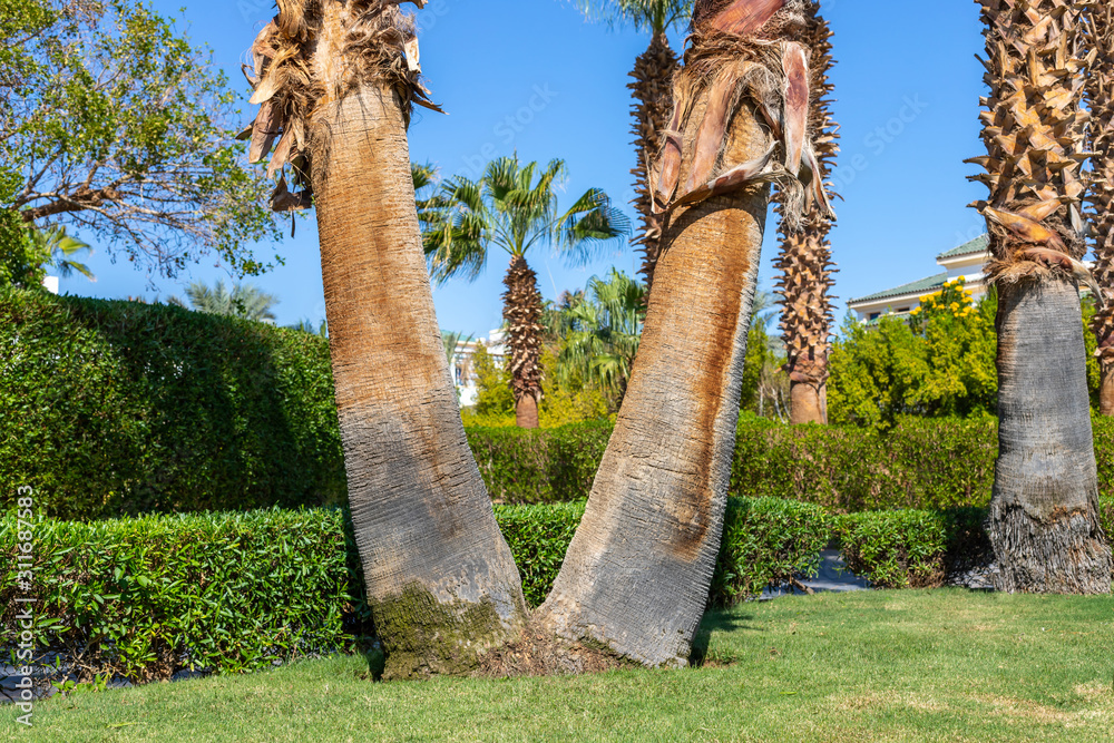 Double palm tree horizontal shot. Trimmed green hedge and lawnPalm ...
