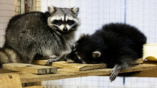 Raccoon In A Cage Free Stock Photo - Public Domain Pictures