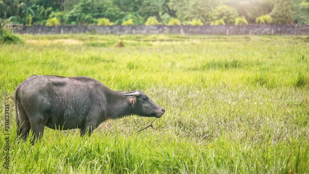 Side view of a female carabao (Bubalus bubalis), a water buffalo ...