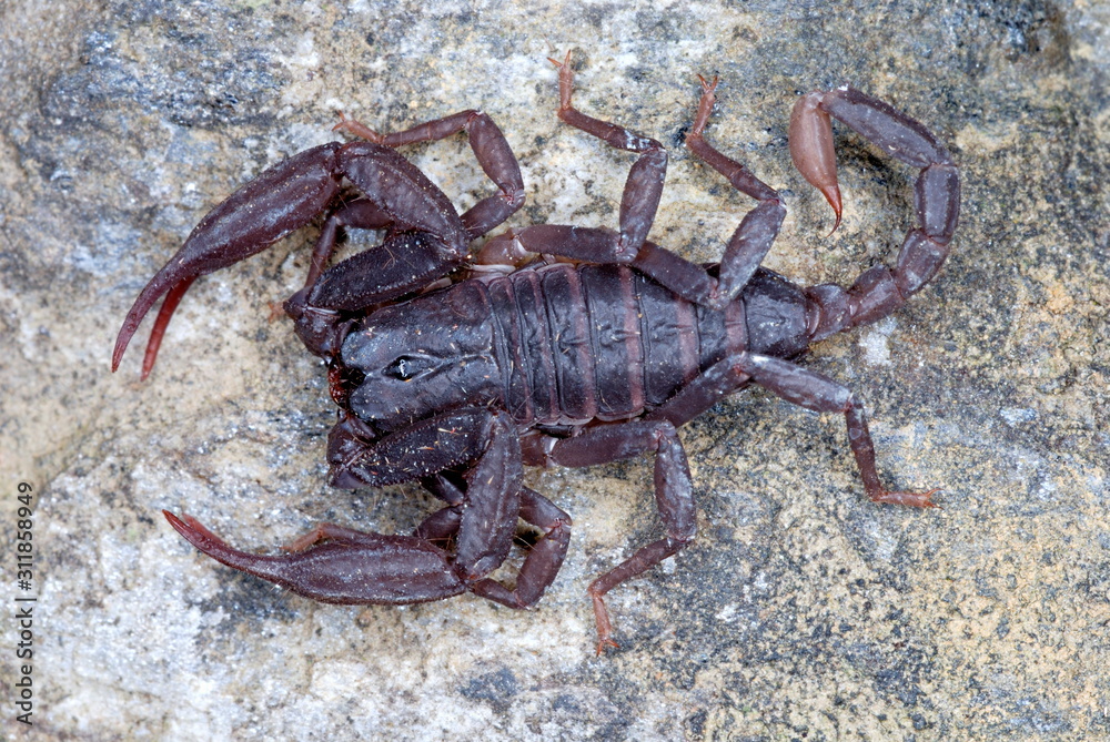 Euscorpius italicus (Euscorpiidae),This species is the largest of the ...