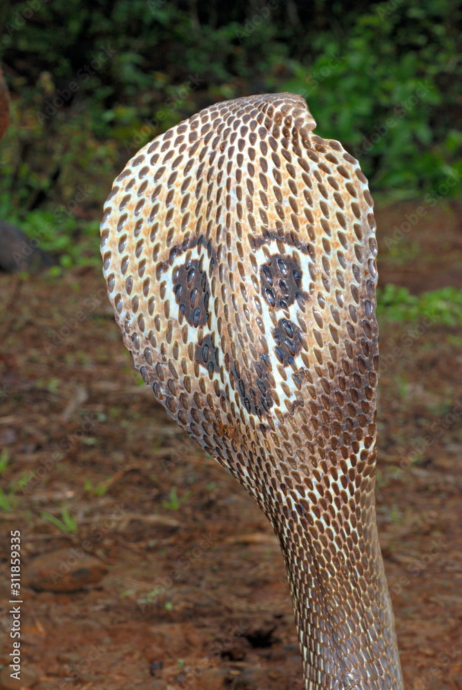 Indian or spectacled cobra (Naja naja) Naja is a genus of venomous ...