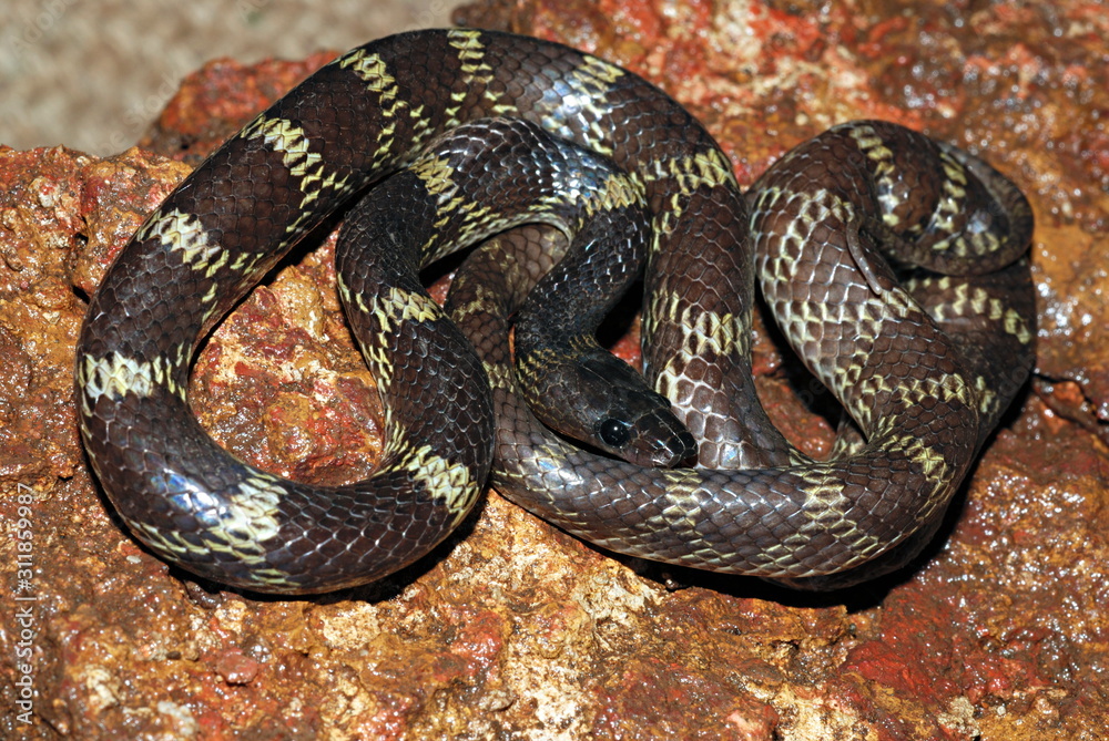 Travancore Wolf Snake, Lycodon travancoricus. An endemic snake of ...