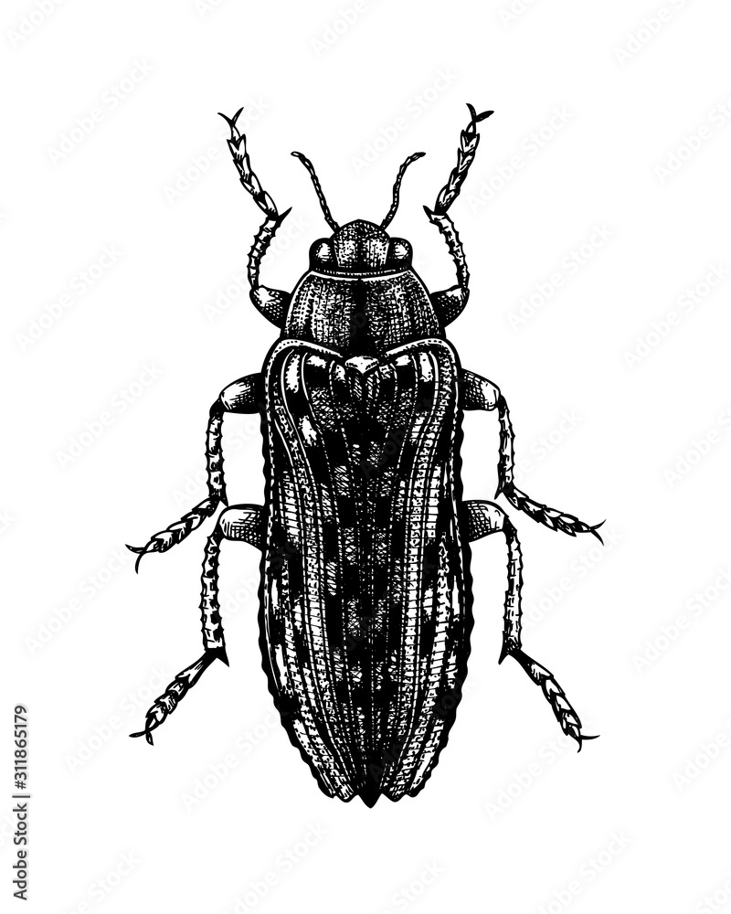 Hand sketched Jewel beetle. Insects collection. Isolated entomological ...