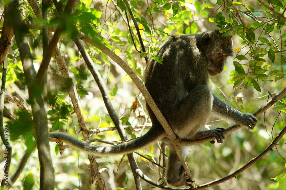 Crab-eating monkeys (Macaca fascicularis), also known as long-tailed ...
