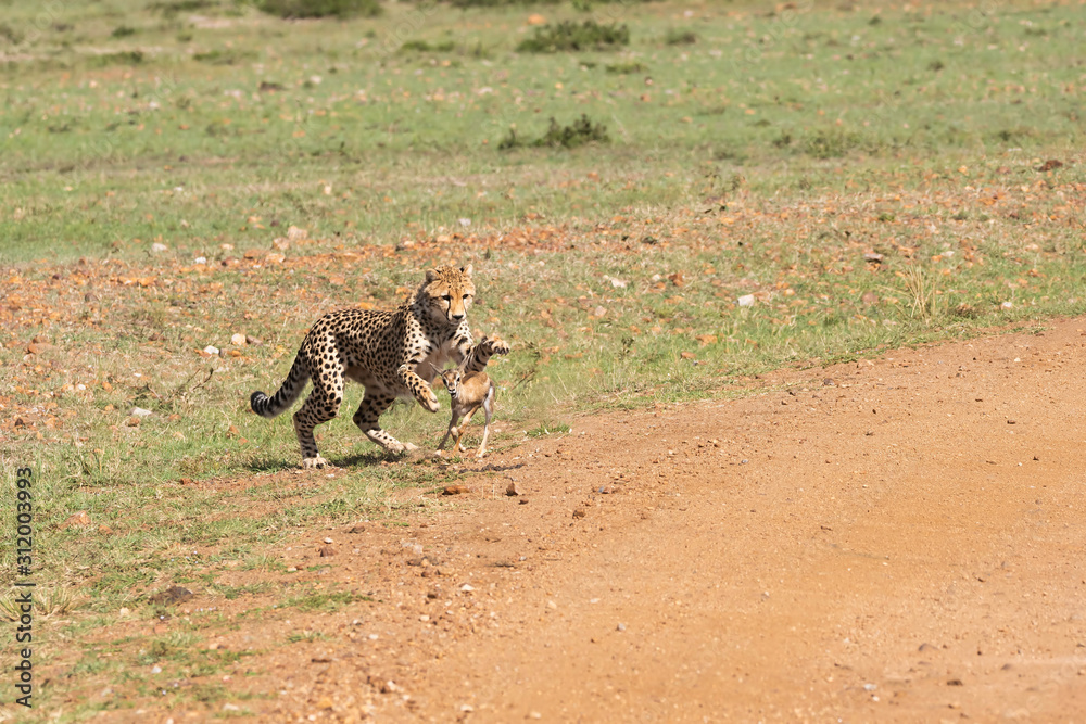 Three Cheetah cubs hunting a baby Thompson gazelle in the plains of ...