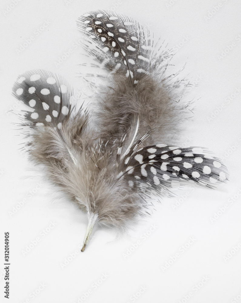 Beautiful feather rare bird close-up. Art installation of three ...