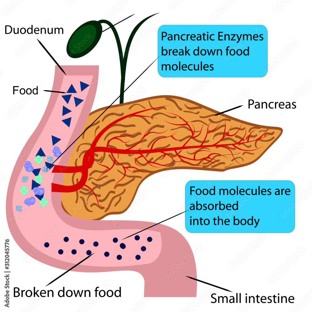 Pancreatic role and functionin digestion process in a human body vector ...