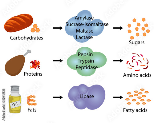 How enzymes work. Fermentation and digestion food Stock Vector | Adobe ...