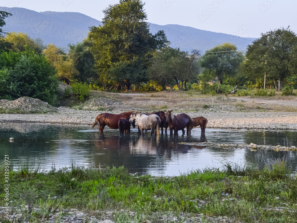 Horses walk in line with a shrinking river. The life of horses Stock ...