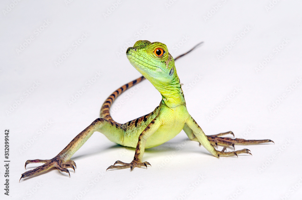 Baby Jesus Christ Lizard