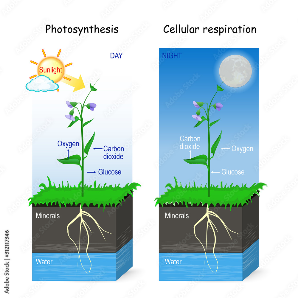 Photosynthesis and cellular respiration. Stock Vector | Adobe Stock