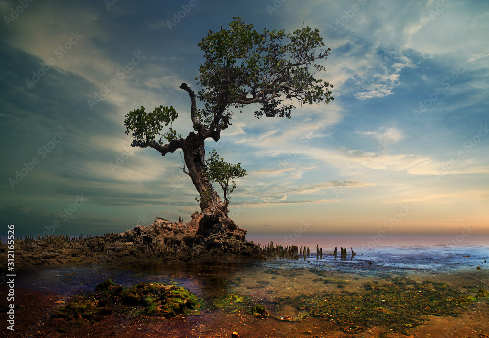 strong old tree on the beach 素材庫相片 | Adobe Stock
