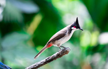 White Vented Bulbul Free Stock Photo - Public Domain Pictures