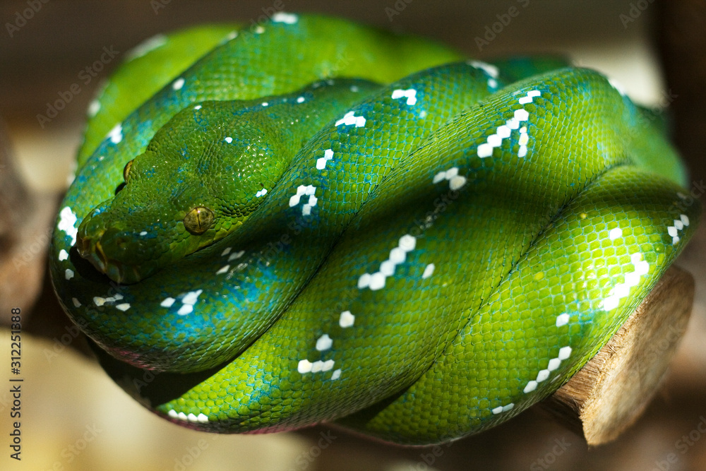 Green Tree Pythons Morelia Viridis, endemic animals from Eastern ...