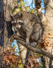Bandit Squirrel Free Stock Photo - Public Domain Pictures