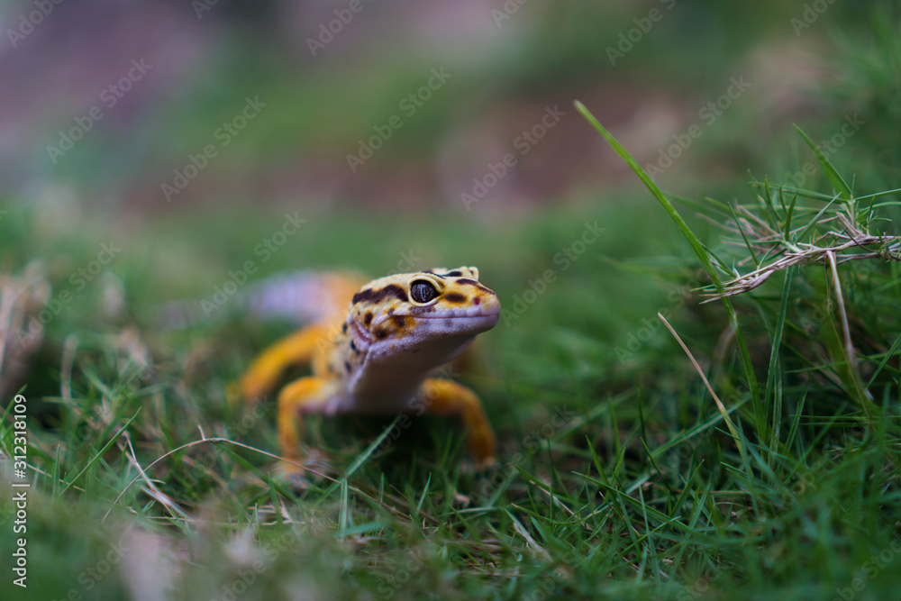 Common leopard geckos are related to many different geckos, such as the ...