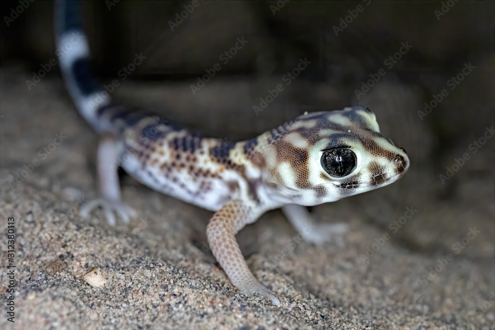 Common wonder gecko (Teratoscincus scincus (Schlegel, 1858)) at night ...
