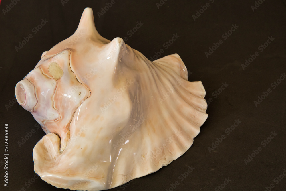 Prehispanic instrument of Mexico, Caracol Azteca Stock Photo | Adobe Stock