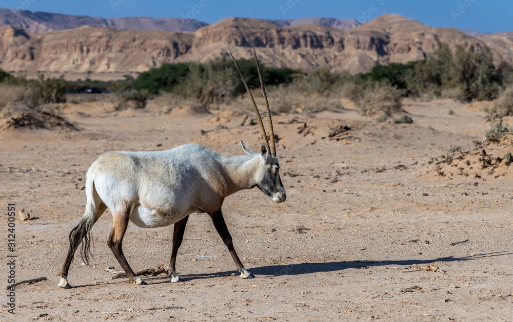 Antelope Arabian white oryx (Oryx dammah) inhabits native environments ...