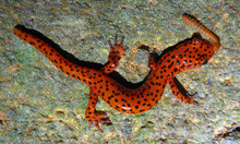 Salamander Red Free Stock Photo - Public Domain Pictures