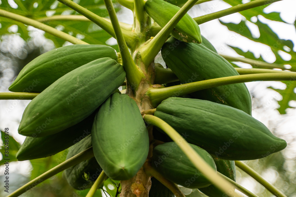 Photo Stock Fresh papaya tree with bunch of fruits. Papaya tree and ...