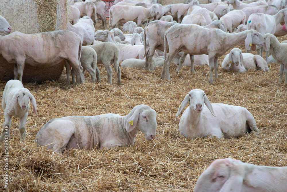 Easter sheep with lambs on Palm Sunday. Type of giant sheep from ...