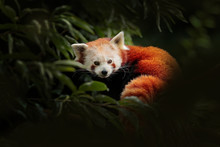 Lazy Red Panda Free Stock Photo - Public Domain Pictures