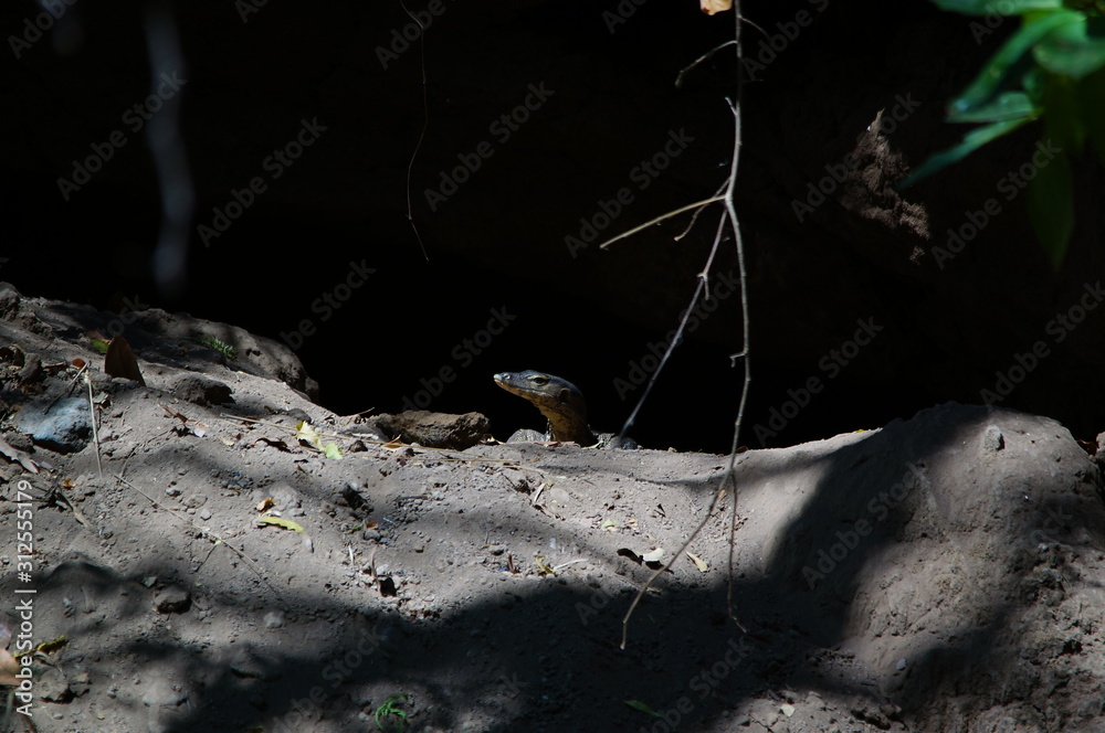 The Asian water monitor (Varanus salvator), also called common water ...