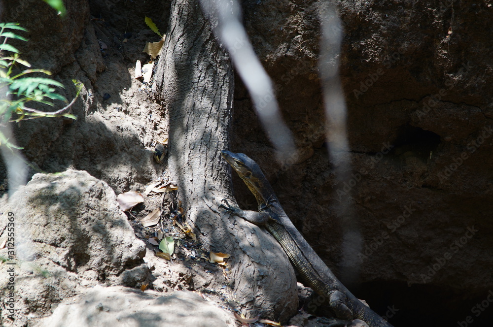 The Asian water monitor (Varanus salvator), also called common water ...