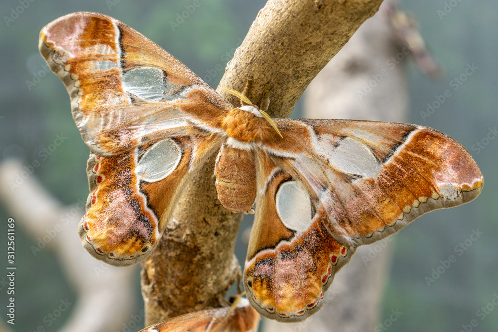Attacus atlas, the Atlas moth, is a large saturniid moth endemic to the ...