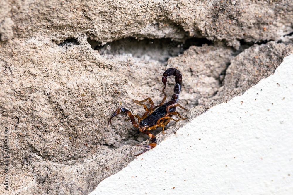 Scorpion on the wall, hidden. Tityus bahiensis, also known as black ...