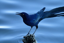 Great-tailed Grackle In Grass Free Stock Photo - Public Domain Pictures