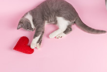Cat Valentine Free Stock Photo - Public Domain Pictures