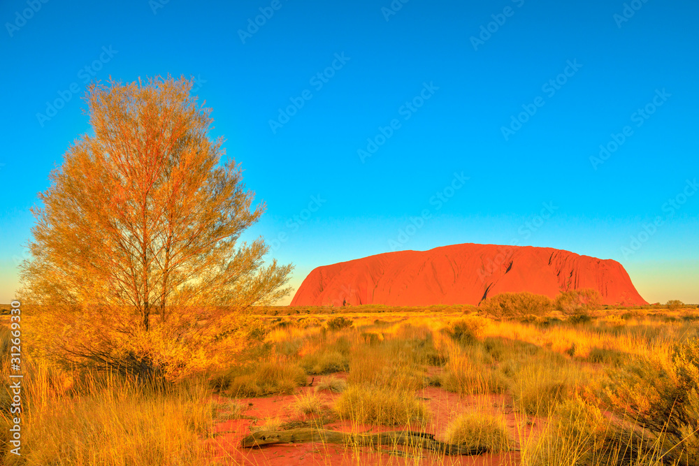 Foto The bush vegetation of Australian outback in dry season with ...