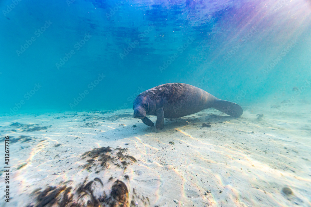 Extreme wide angle shot of a wild West Indian Manatee (trichechus ...