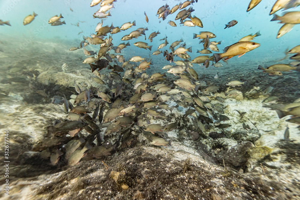 Photo Stock Extreme wide shot of hundreds of Mangrove Snappers ...