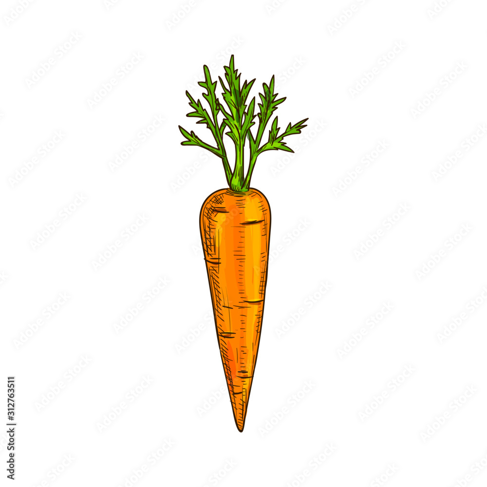 Carrot root with leaves isolated vegetable sketch. Vector vegetarian ...