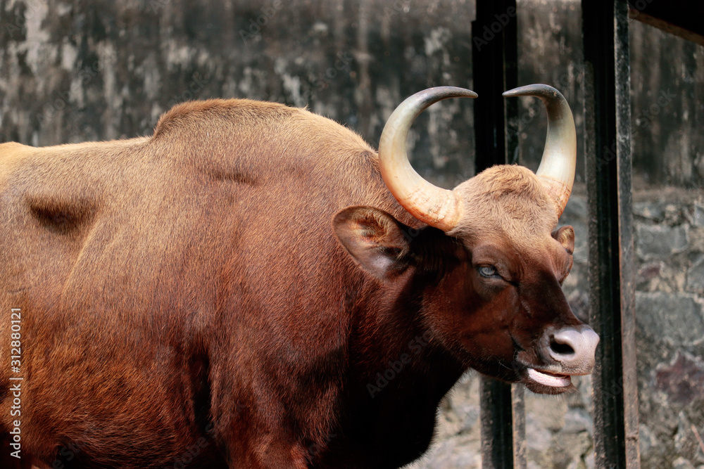 Red bison or gaur in western ghats south India Stock Photo | Adobe Stock