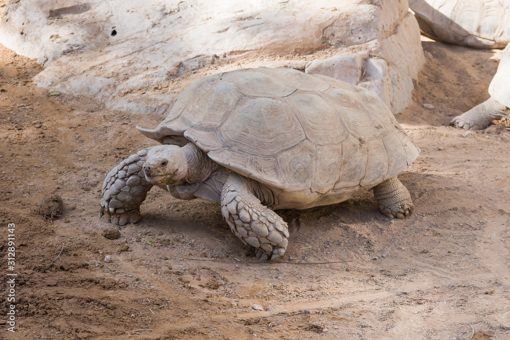 A giant tortoise (Chelonoidis nigra) walks across the desert and slowly ...