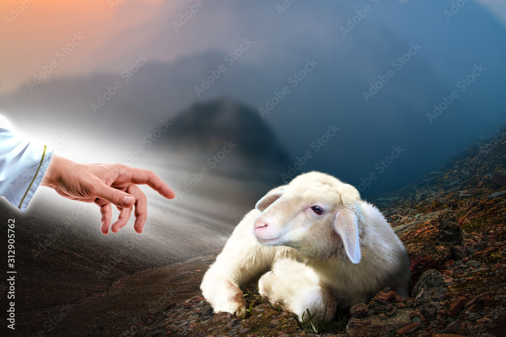 Jesus hand reaching out to a lost sheep Stock Photo | Adobe Stock