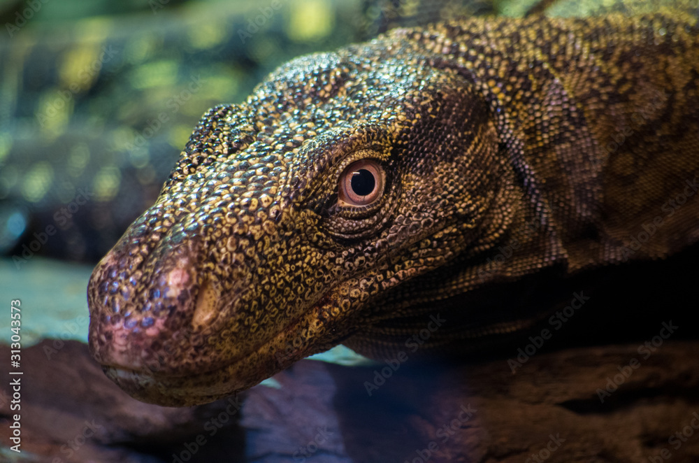 Varanus salvadorii is a species of monitor lizard endemic to New Guinea ...
