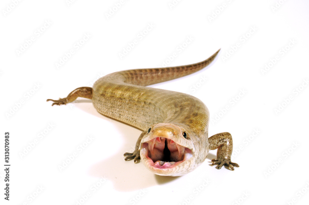 Haitian giant Galliwasp / Haiti-Gallwespenschleiche (Celestus warreni ...